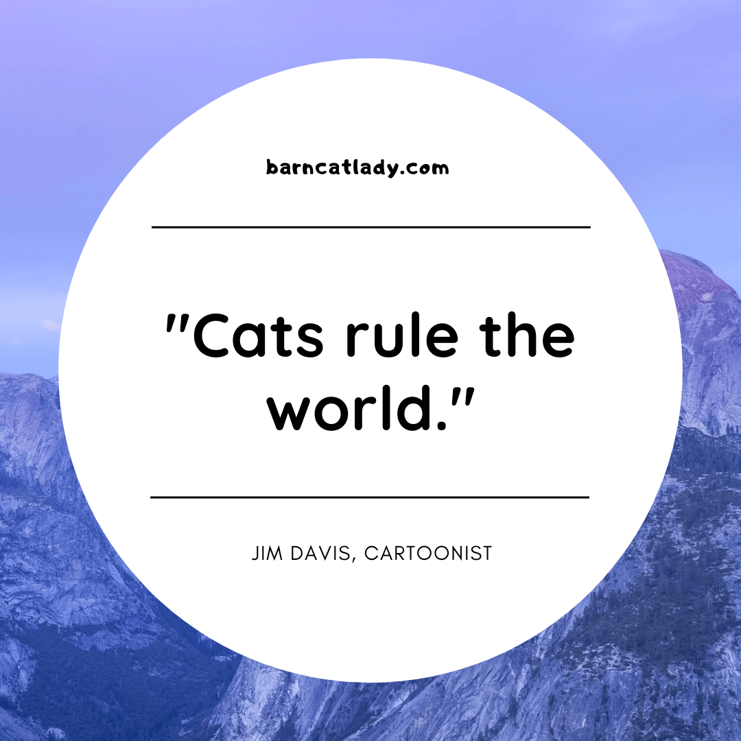 9 Funny Cat Quotes and Sayings – The Barn Cat Lady