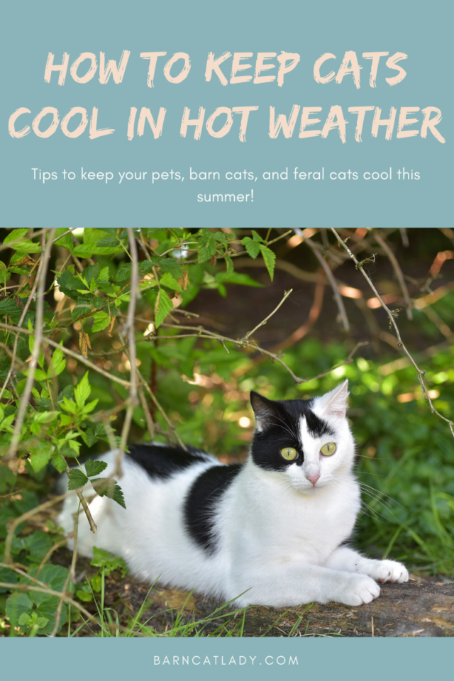 How to Keep Cats Cool in Hot Weather – The Barn Cat Lady