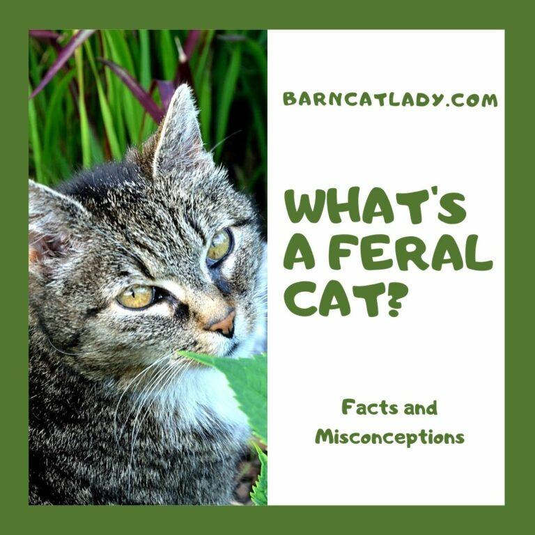 What's a Feral Cat? [Facts and Misconceptions] – The Barn Cat Lady