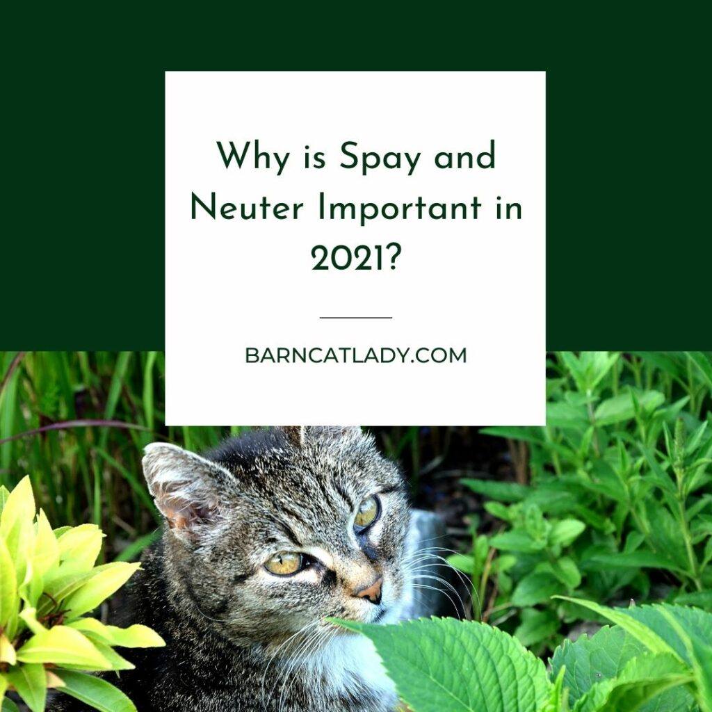 Why is Spay and Neuter Important in 2021? – The Barn Cat Lady